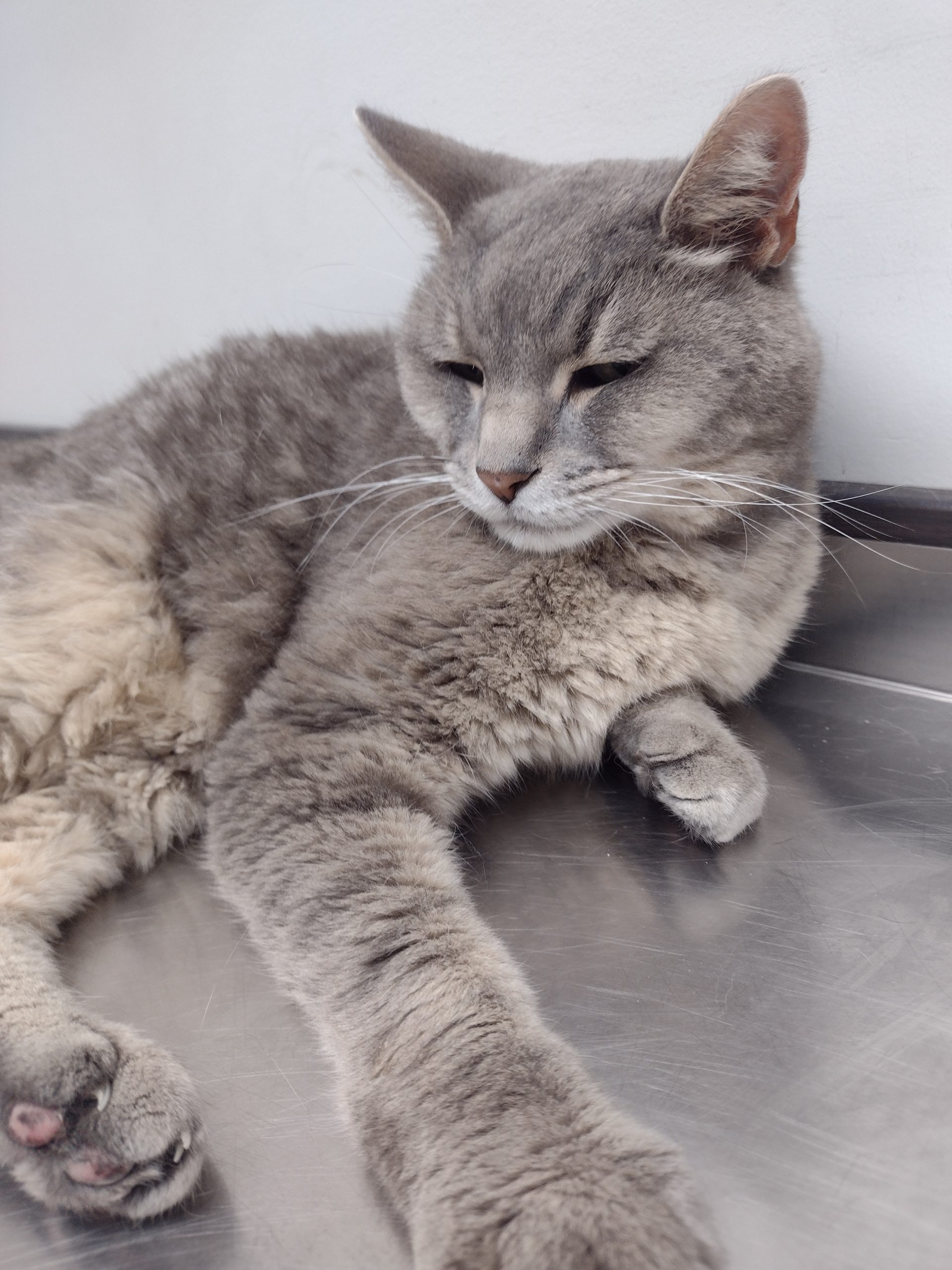 Ollie Cat and Glory - Haven 12:10 Animal Sanctuary